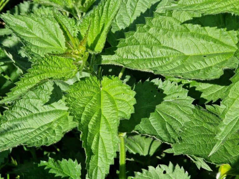 Nema bolesti koju ovaj korov neće izliječiti, a još je k tome i besplatan