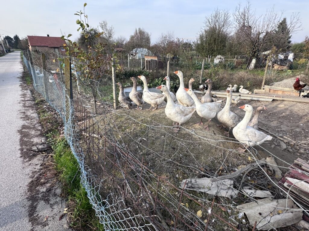 FOTO/VIDEO Kako su guske, patke i kokoši posvađale susjede u Goričkoj ulici