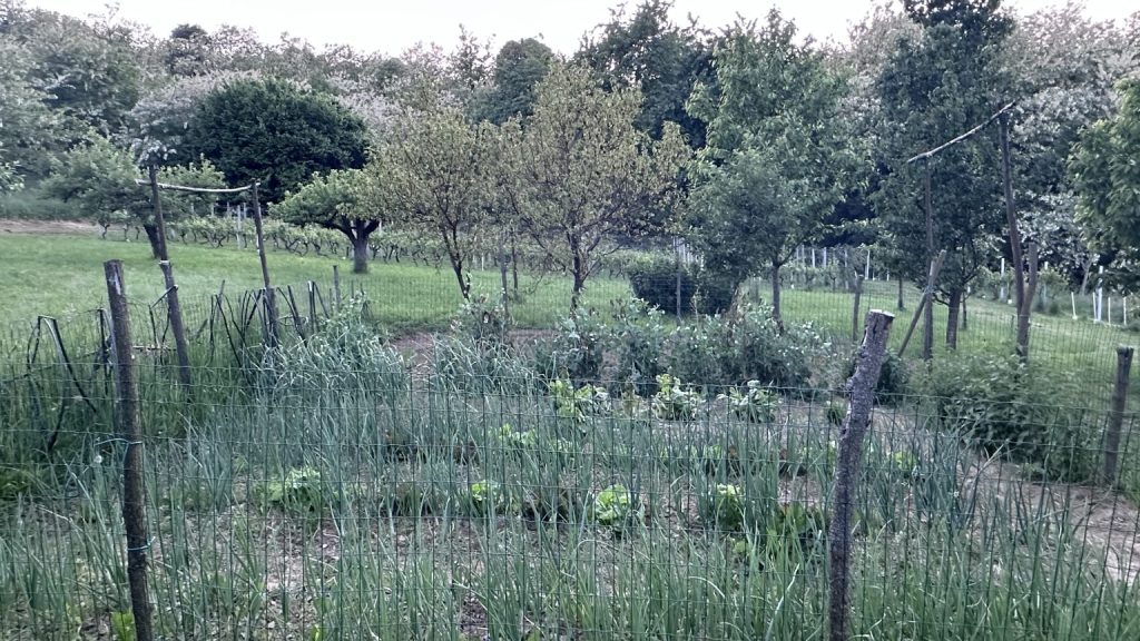 Stabljika je najzdraviji dio ovog povrća: Djeluje antikancerogeno ...